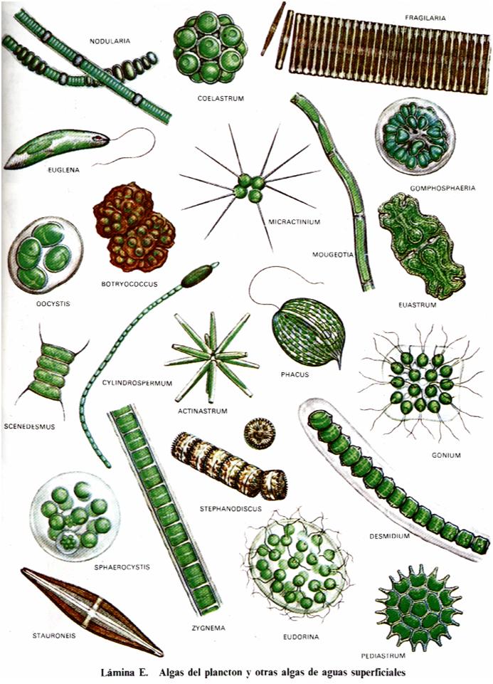 Identificación de Algas y Protozoos :: I. E. R. El Tambo